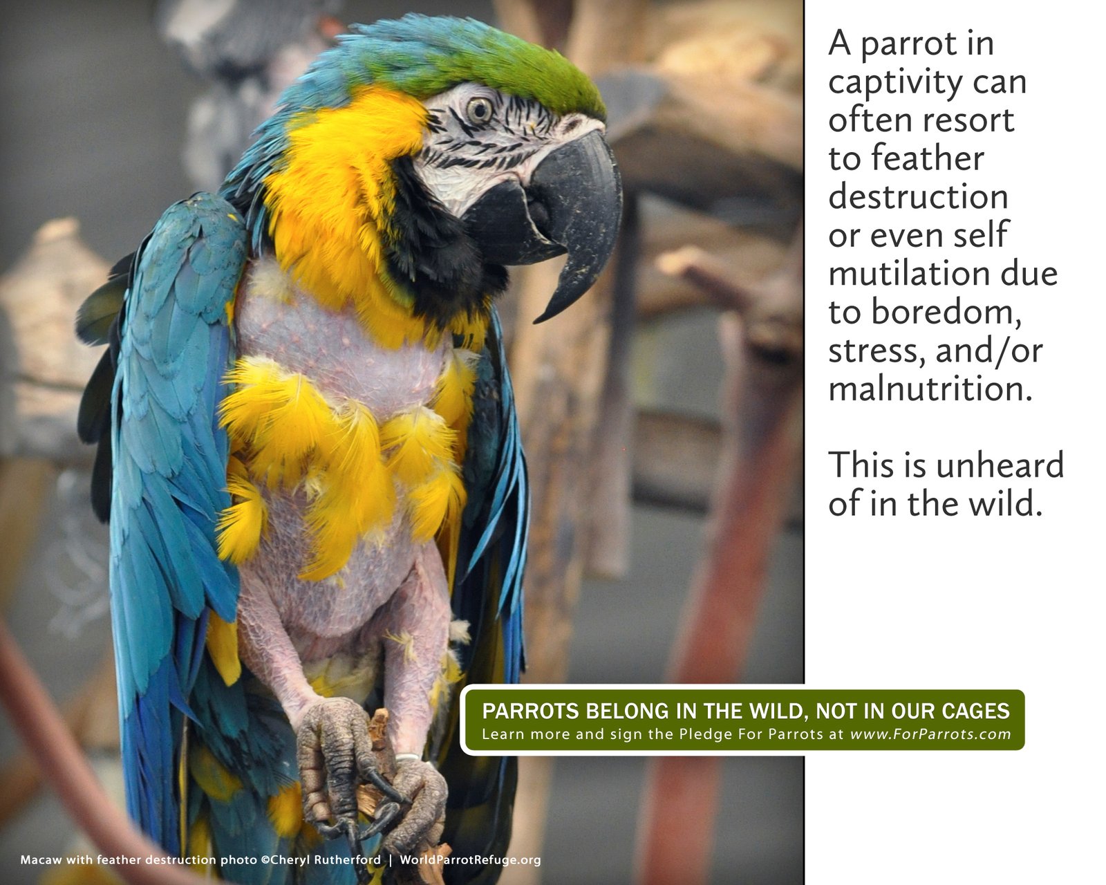 Macaw in captivity | For Parrots: Posters for Parrot Advocates