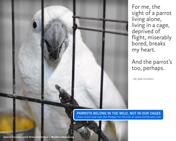 ArgoFilms Parrot Documentary | For Parrots: Posters for Parrot Advocates