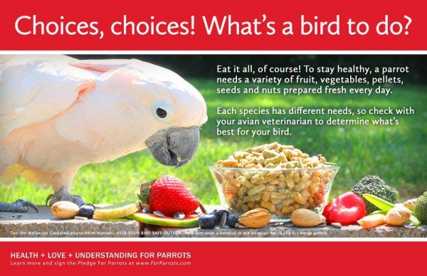 Food for Parrots | For Parrots: Posters for Parrot Advocates