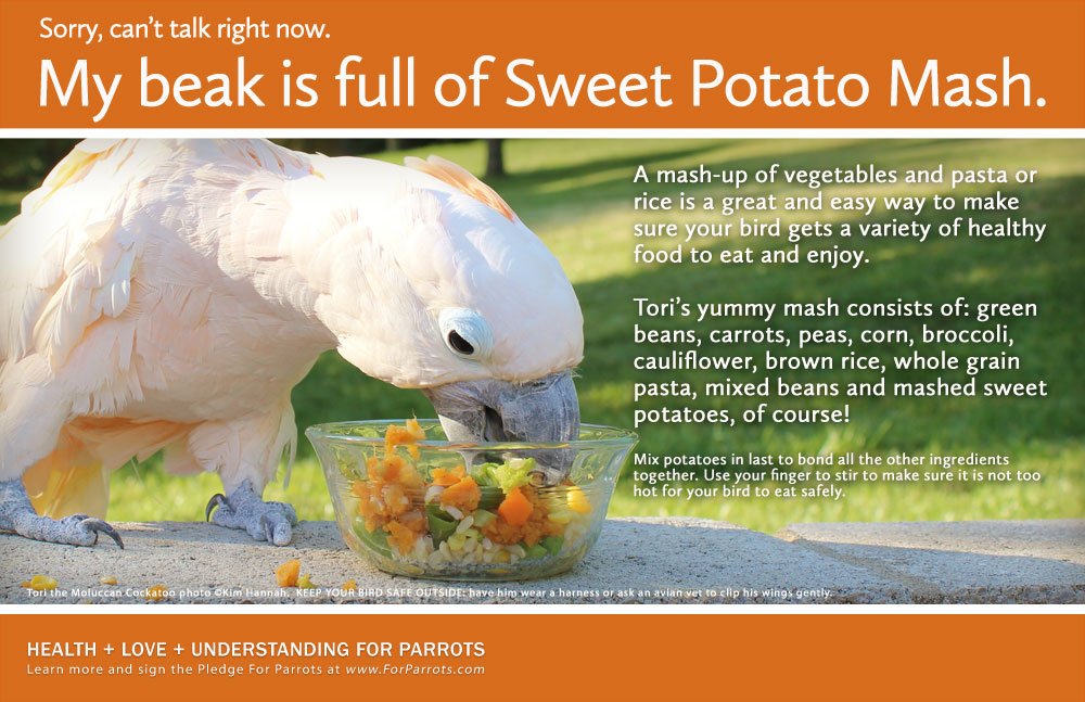 It’s a Parrot Mash-up! | For Parrots: Posters for Parrot Advocates