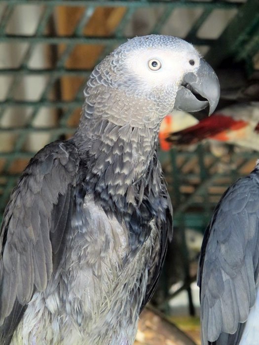 14 Wild African Grey Parrots Confiscated in Cameroon | For Parrots ...