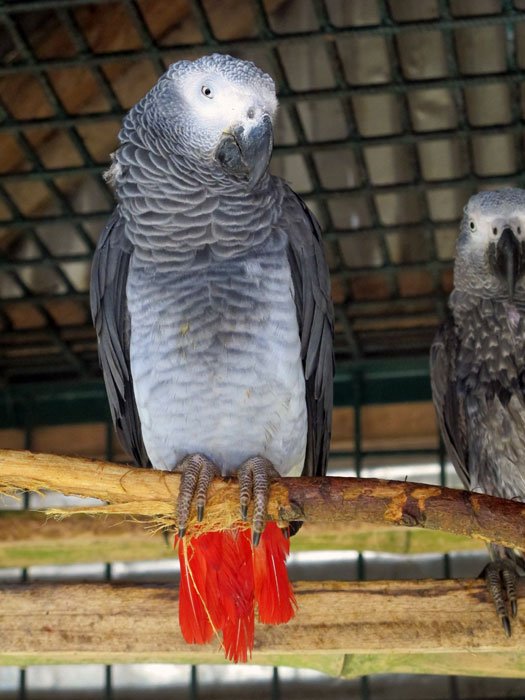 14 Wild African Grey Parrots Confiscated in Cameroon | For Parrots ...