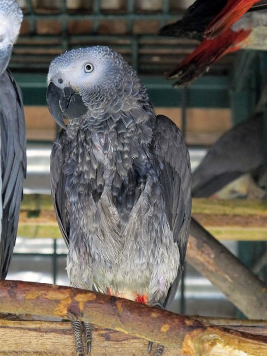 14 Wild African Grey Parrots Confiscated in Cameroon | For Parrots ...