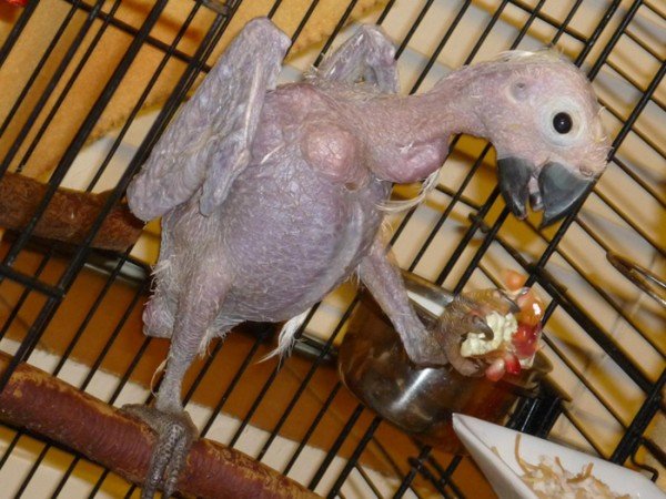 Bubba and the Sweet Pea | For Parrots: Posters for Parrot Advocates