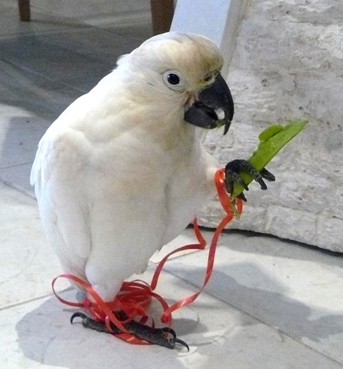 Bubba and the Sweet Pea | For Parrots: Posters for Parrot Advocates