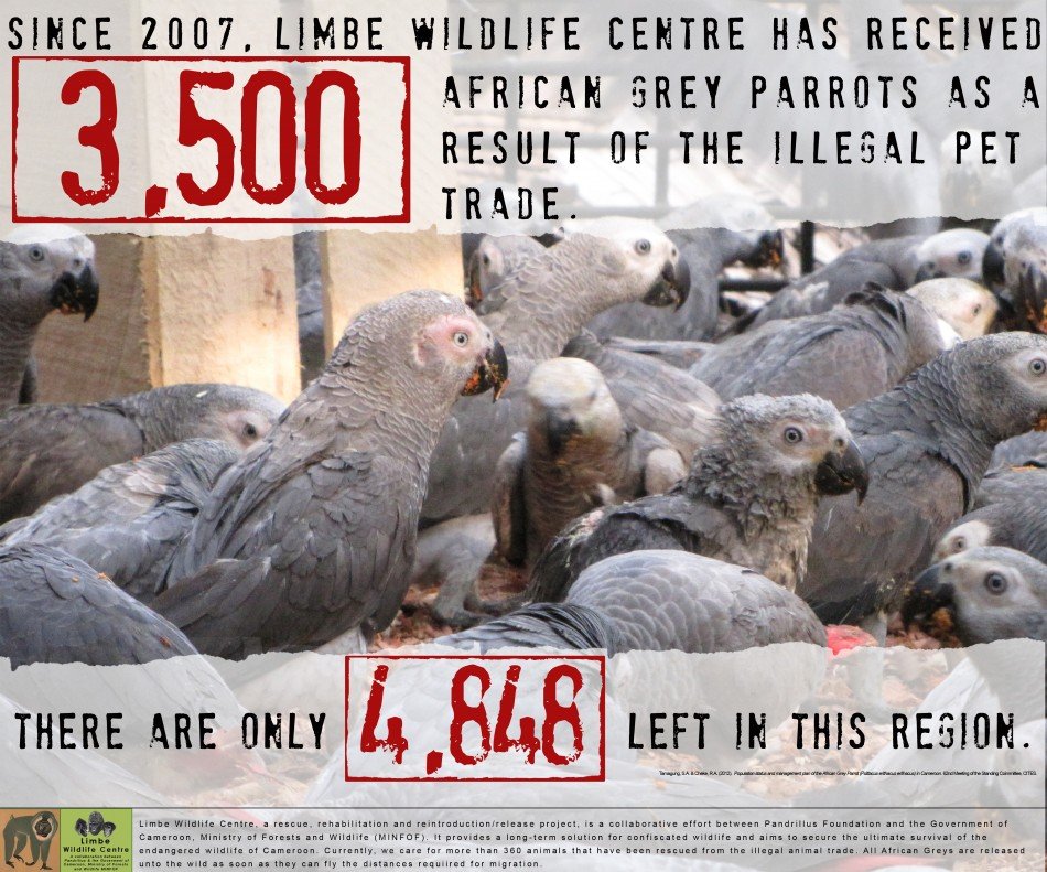 Limbe Wildlife Centre’s African Grey Parrot Poster | For Parrots ...
