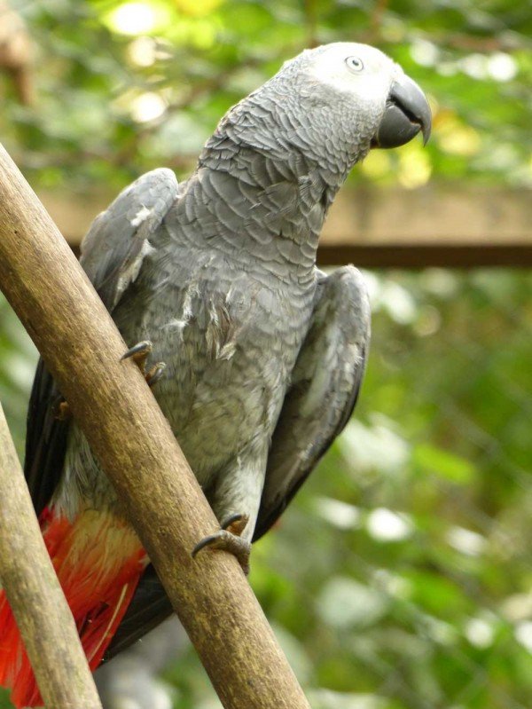 Limbe Wildlife Centre’s African Grey Parrot Poster | For Parrots ...