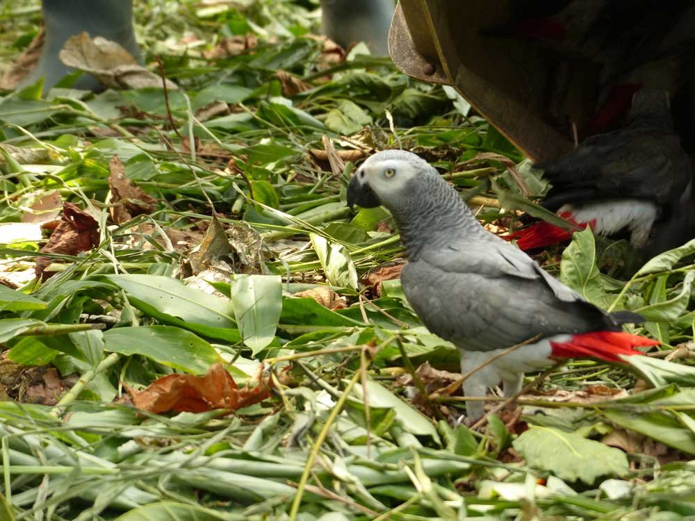 Wild African Grey Parrot