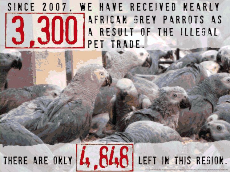 82 African Grey Parrots Rescued in Cameroon | For Parrots: Posters for ...